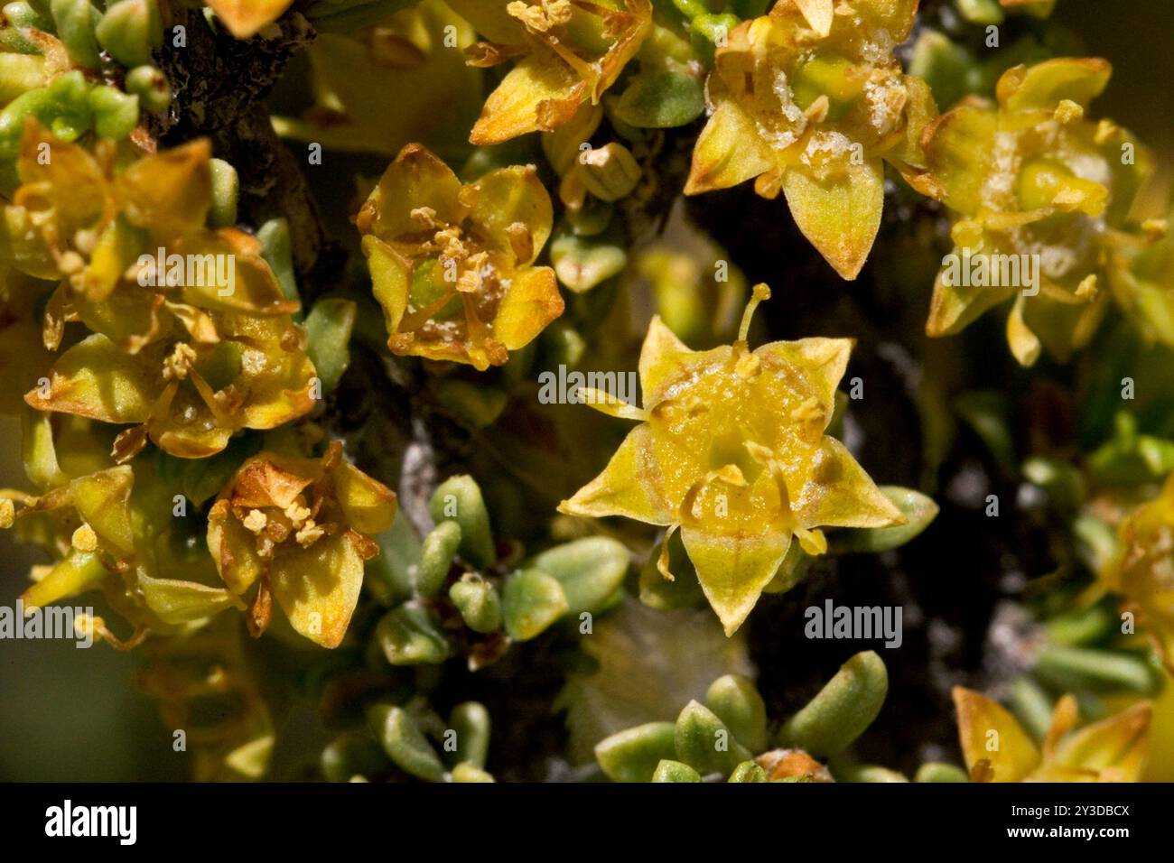 little buckthorn (Condalia ericoides) Plantae Stock Photo - Alamy