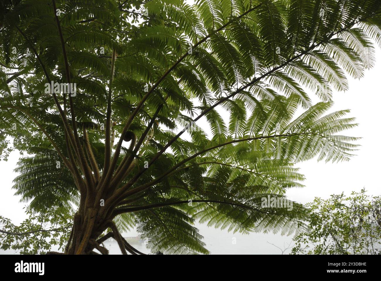 Tree Fern, Sun Moon Lake, Taiwan, Asia Stock Photo - Alamy