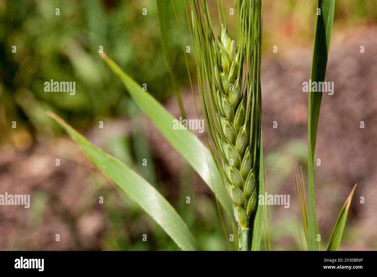 Bread Wheat (Triticum aestivum) Plantae Stock Photo - Alamy