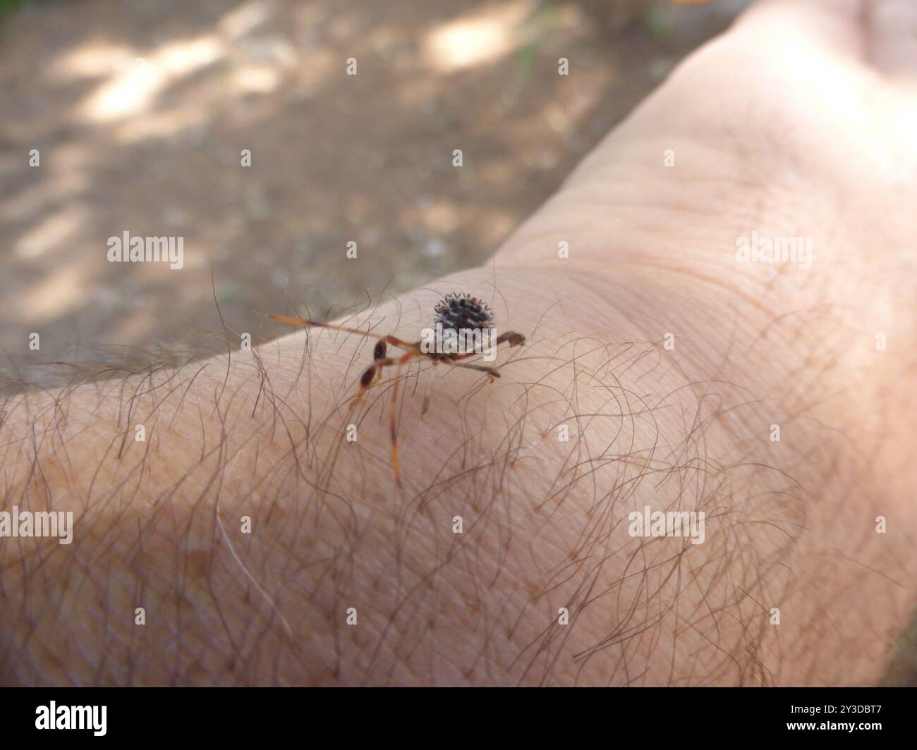 Spine-headed Bugs (Acanthocephala) Insecta Stock Photo - Alamy