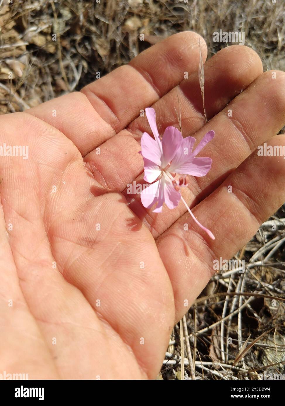 fairy fans (Clarkia breweri) Plantae Stock Photo - Alamy