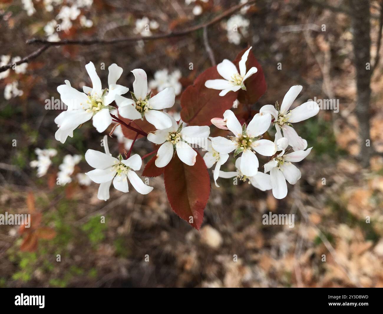 serviceberries (Amelanchier) Plantae Stock Photo - Alamy