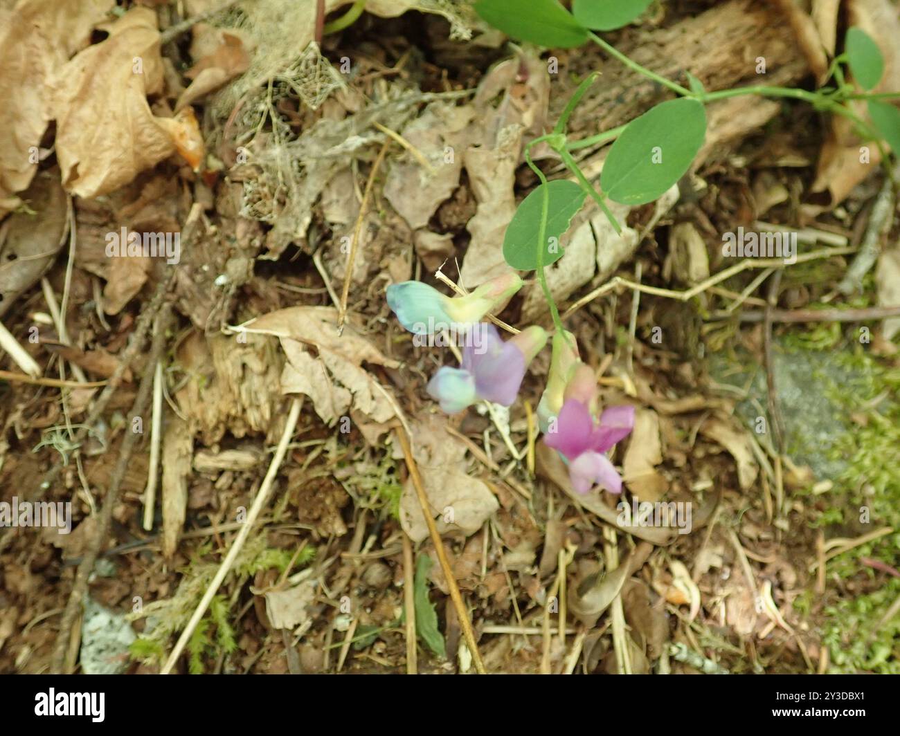 Sierra Nevada Peavine (Lathyrus nevadensis) Plantae Stock Photo - Alamy