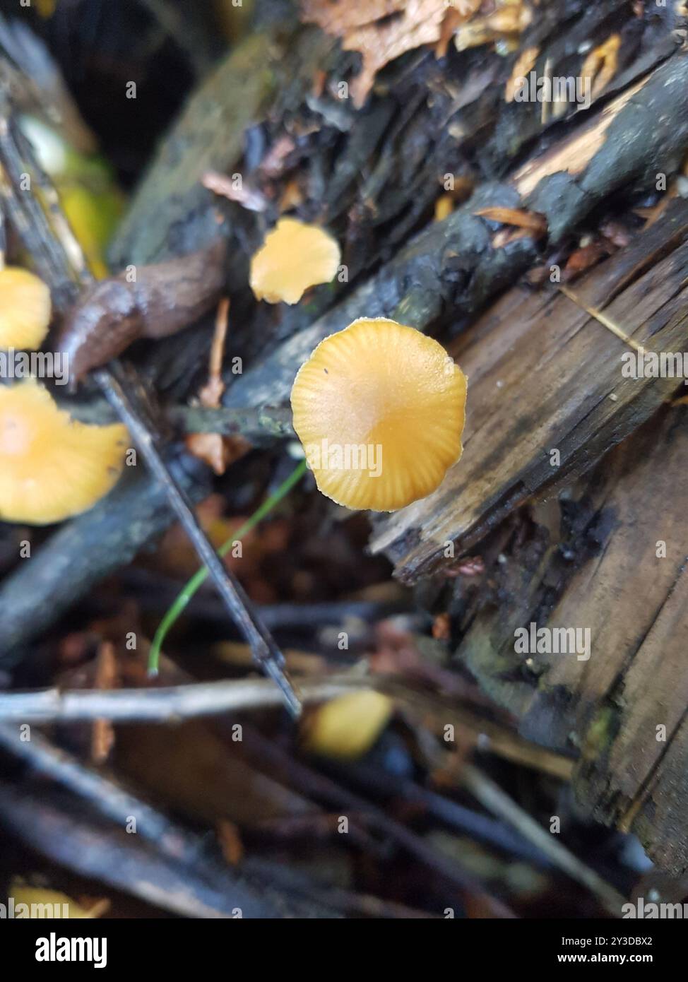 Moss Bells (Galerina) Fungi Stock Photo - Alamy