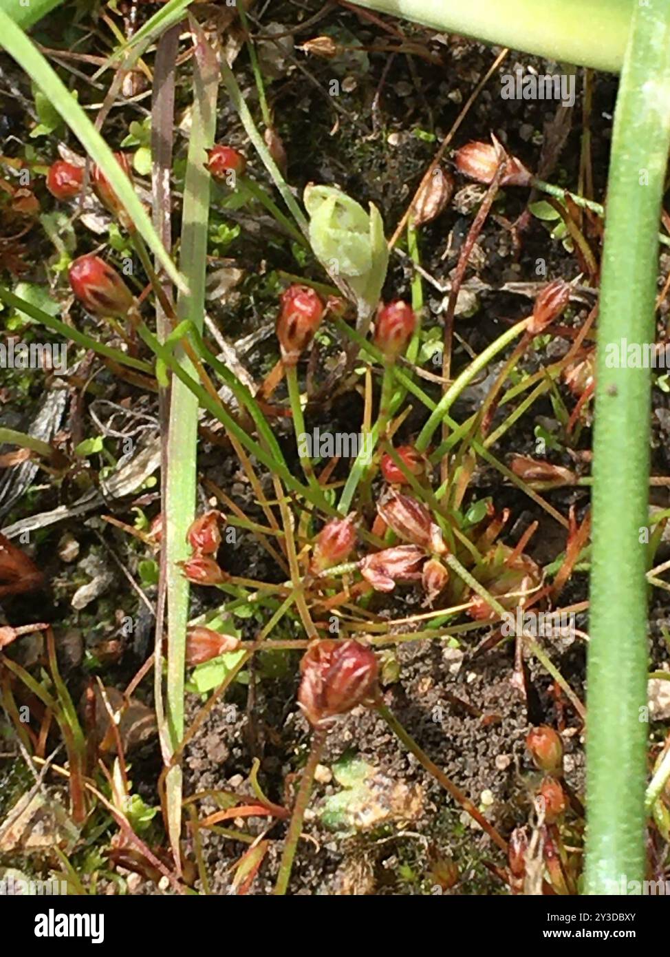 kellogg's dwarf rush (Juncus kelloggii) Plantae Stock Photo - Alamy