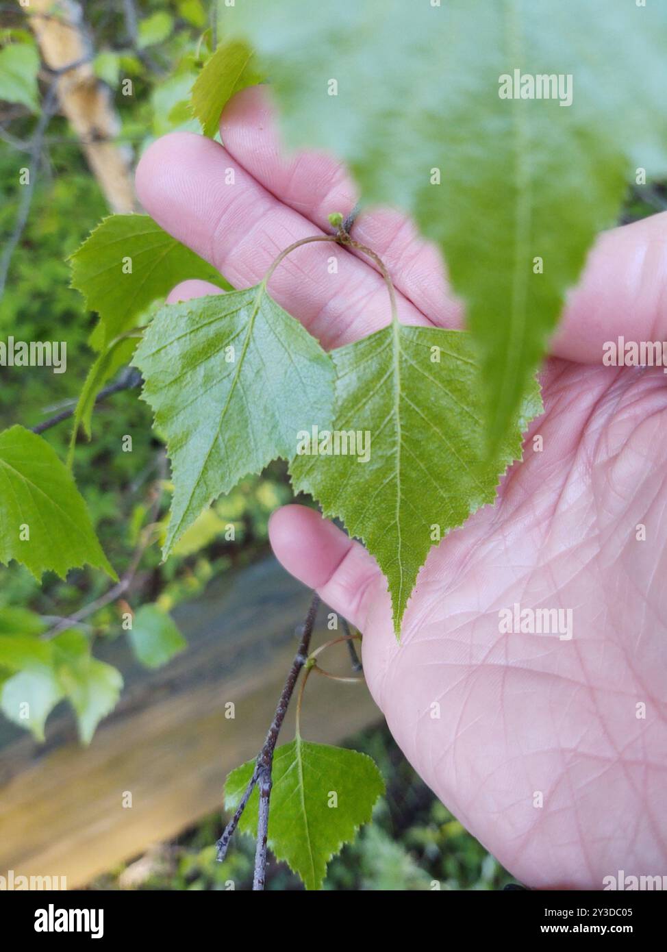gray birch (Betula populifolia) Plantae Stock Photo - Alamy