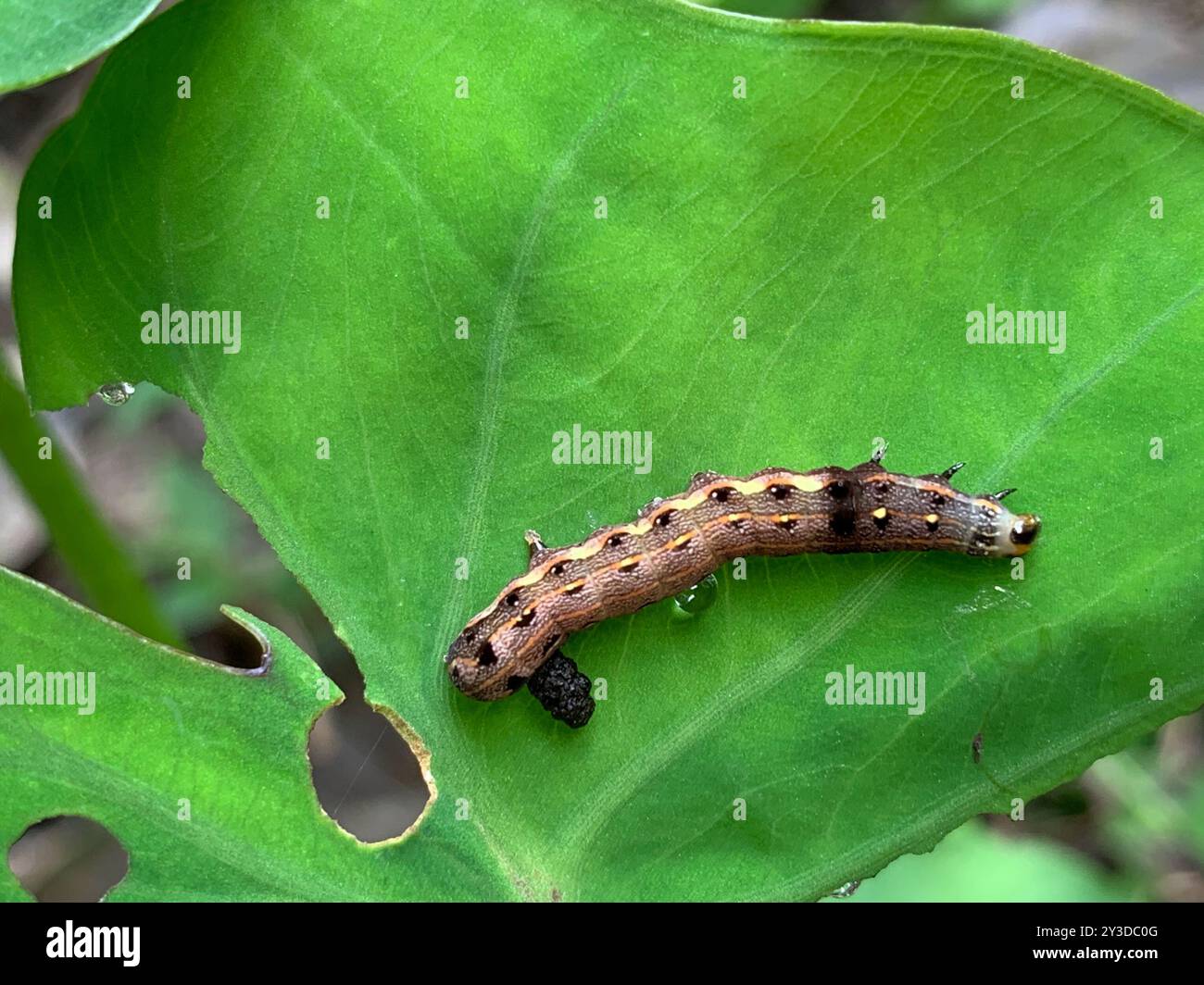 Oriental leafworm moth (Spodoptera litura) Insecta Stock Photo - Alamy