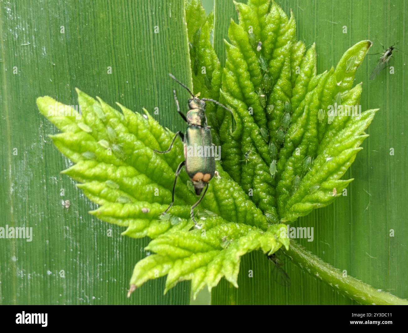 Common Malachite-beetle (Malachius bipustulatus) Insecta Stock Photo ...