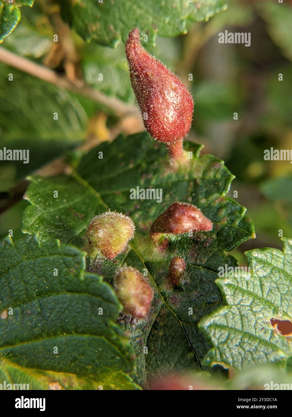 Rice Root Aphid (Tetraneura akinire) Insecta Stock Photo - Alamy