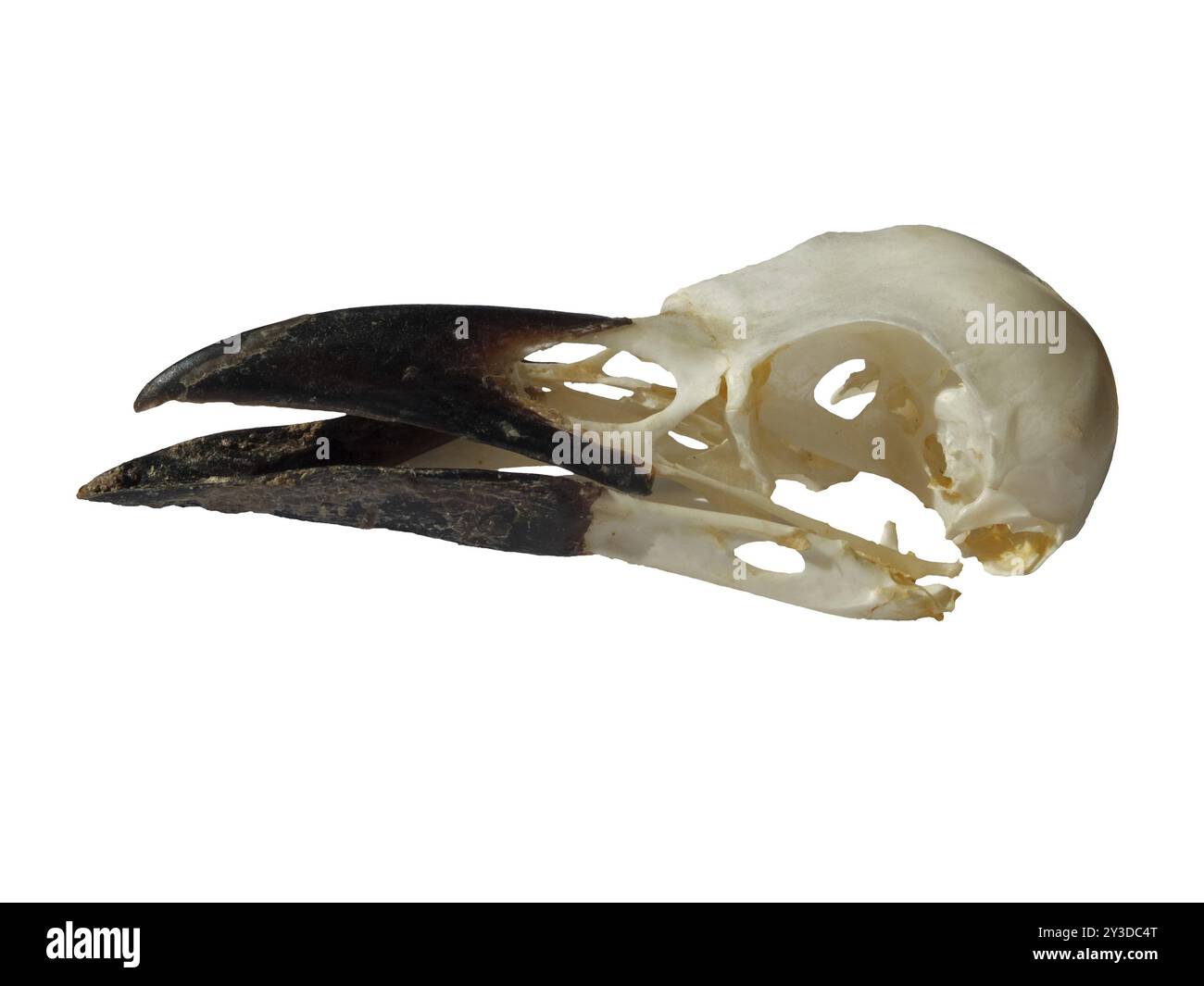 A side view of a carrion crow skull with open beak on a white ...