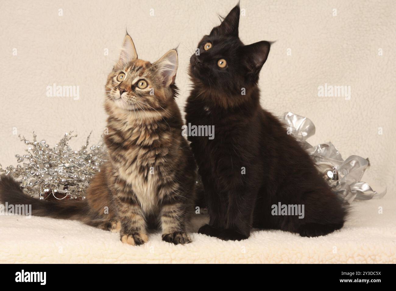Norwegian Forest Cat, two kittens, look interested, Norwegian forest ...