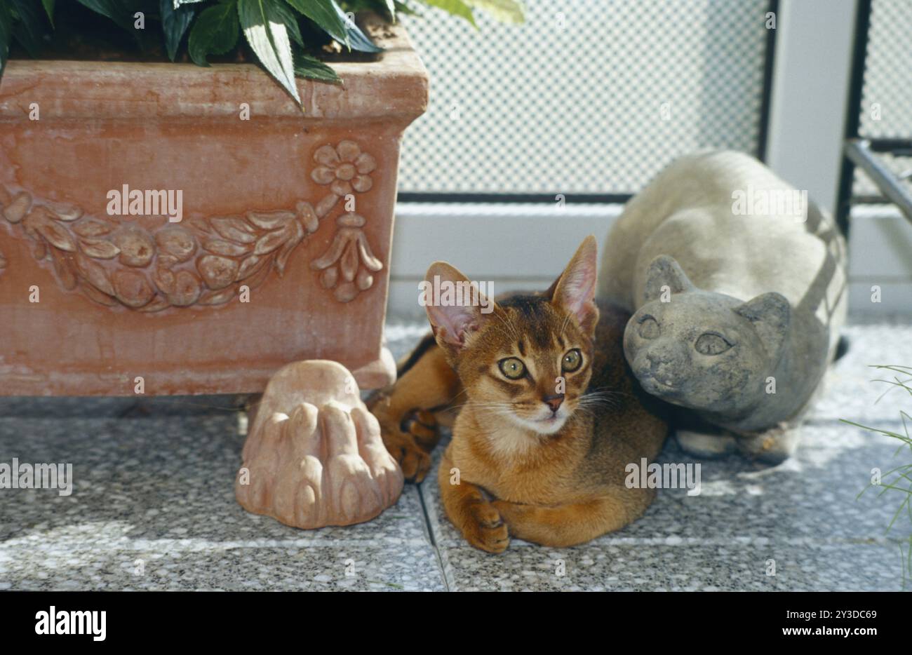 Abyssinian, wild coloured, male, 13 weeks old Stock Photo - Alamy
