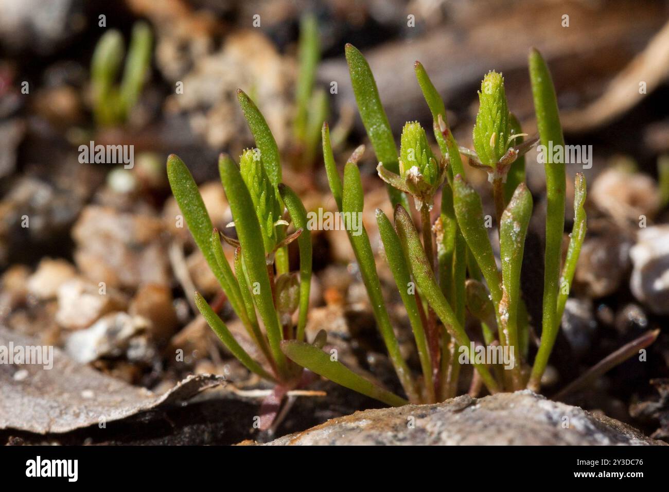 Arizona Mousetail (Myosurus cupulatus) Plantae Stock Photo - Alamy