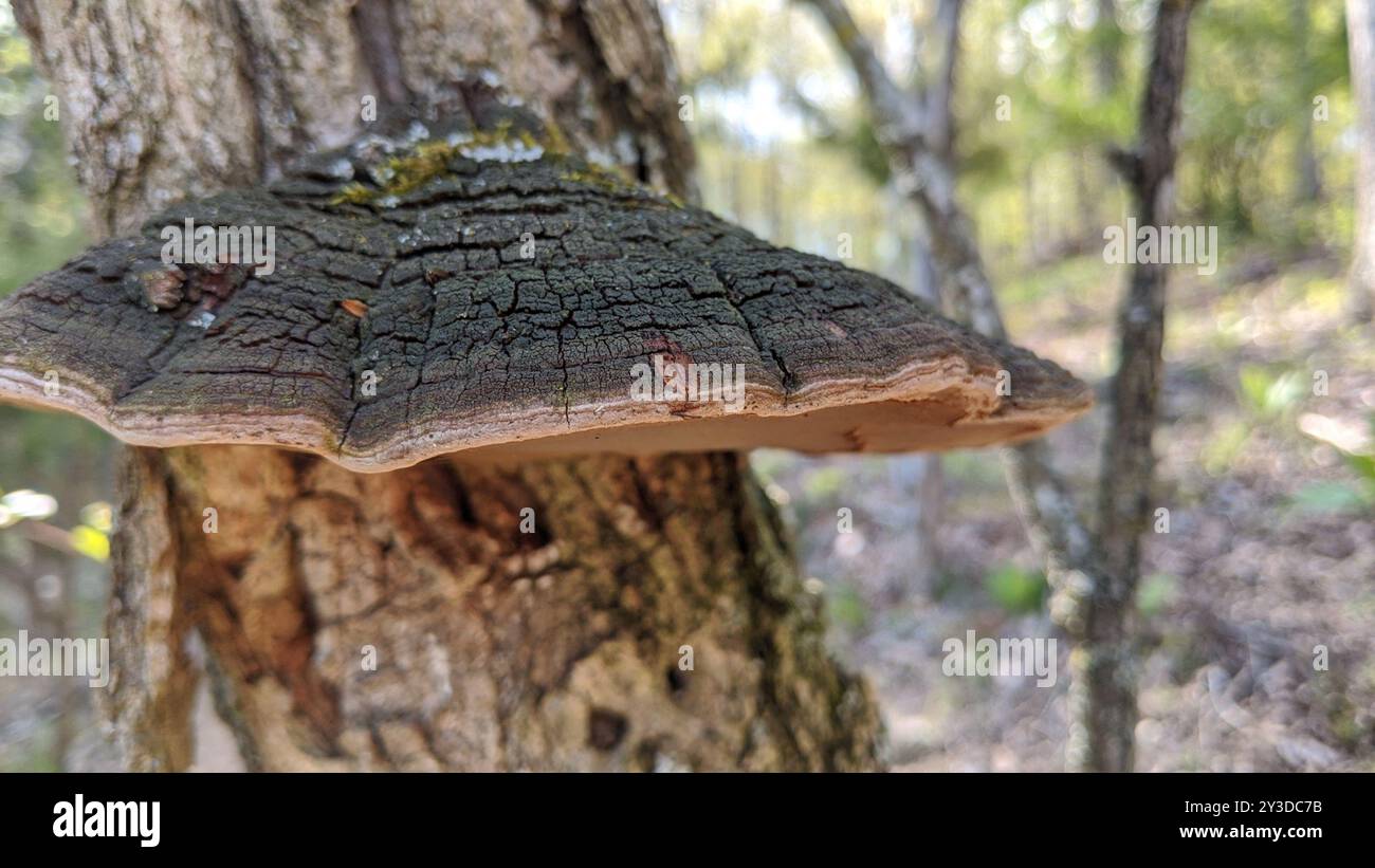 Cracked Cap Polypore (Fulvifomes robiniae) Fungi Stock Photo - Alamy