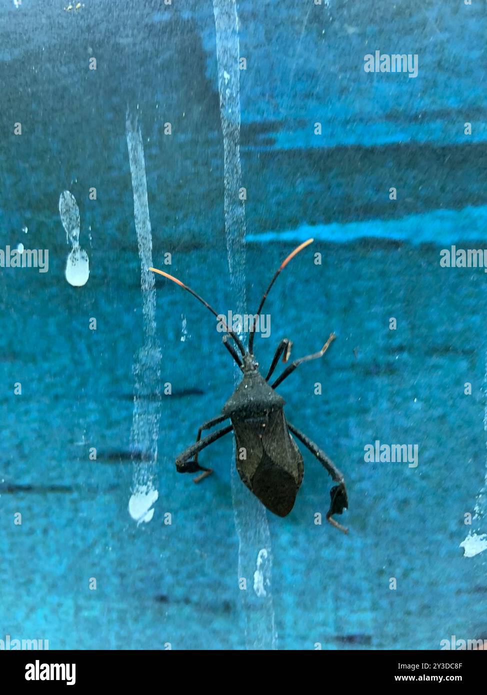 Spine-headed Bugs (Acanthocephala) Insecta Stock Photo - Alamy