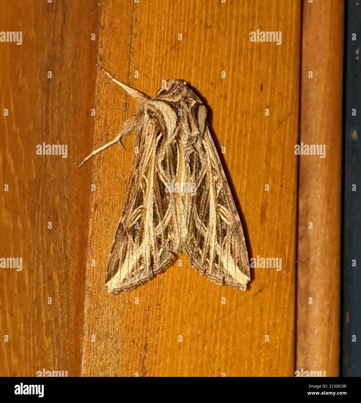 Girdler Moth (Dargida procinctus) Insecta Stock Photo - Alamy