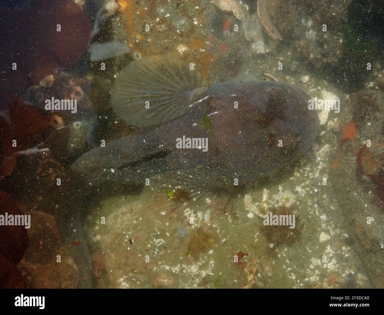 Plainfin Midshipman (Porichthys notatus) Actinopterygii Stock Photo - Alamy