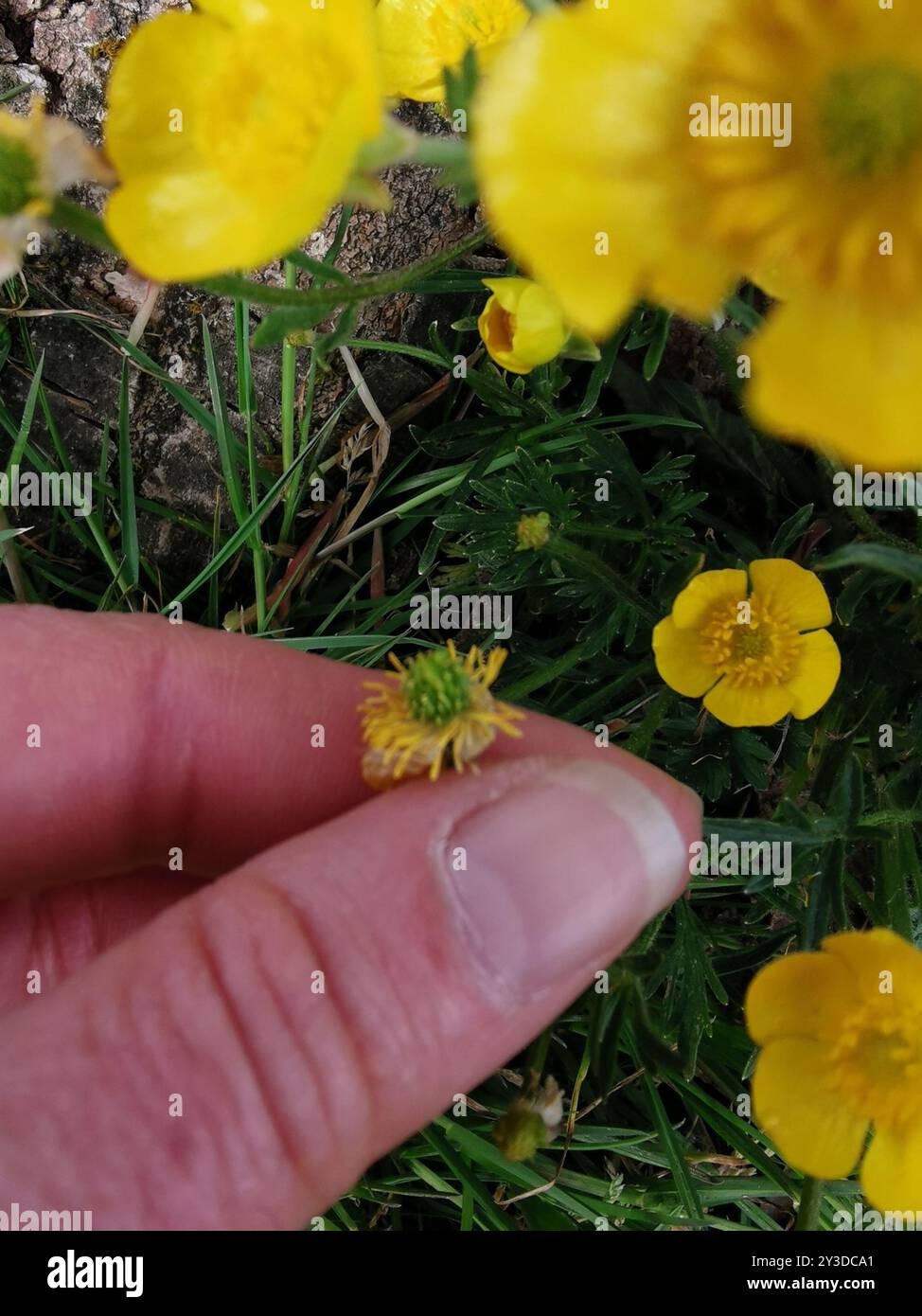 bulbous buttercup (Ranunculus bulbosus) Plantae Stock Photo - Alamy