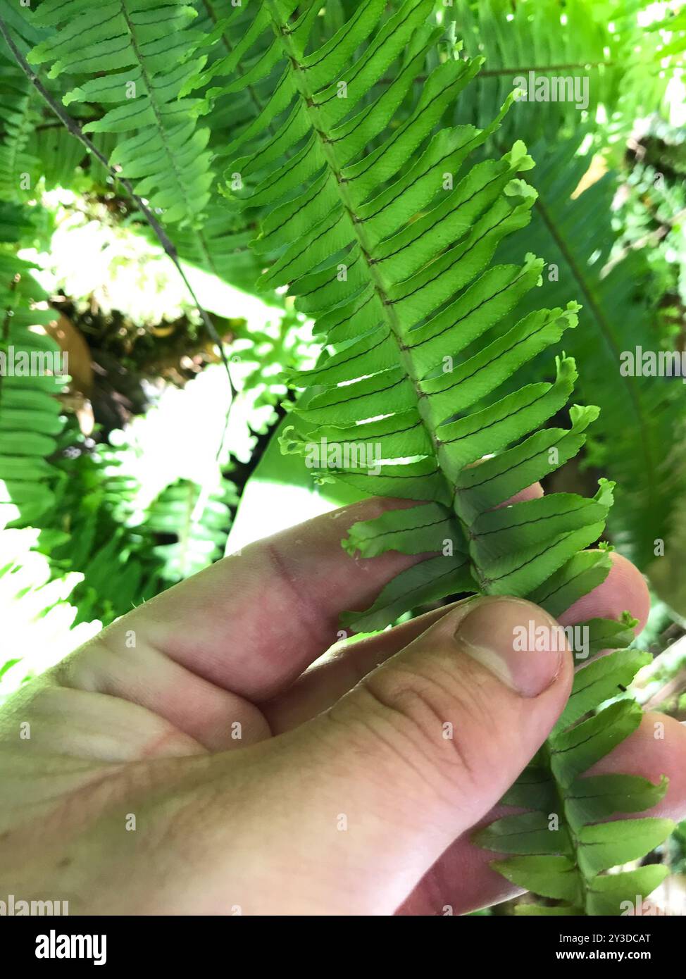 Fishbone Fern (Nephrolepis cordifolia) Plantae Stock Photo - Alamy