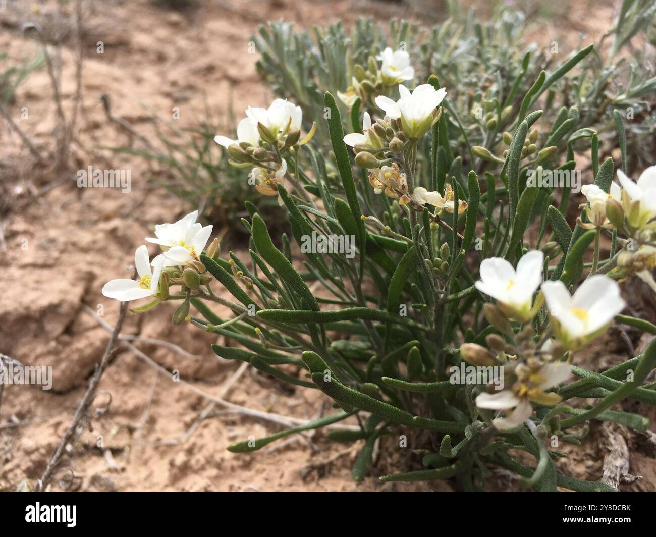 White Sands fanmustard (Nerisyrenia linearifolia) Plantae Stock Photo ...