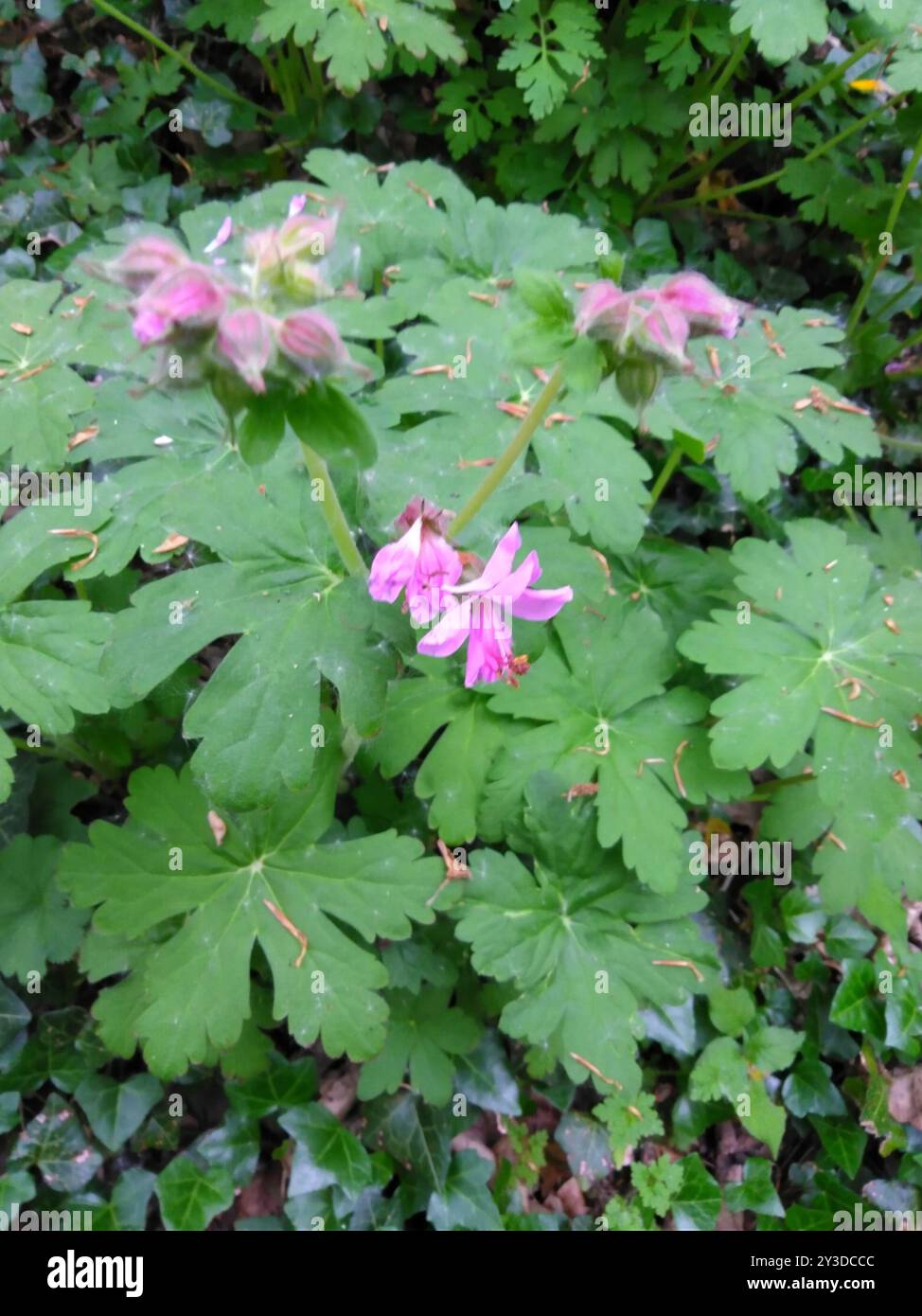 Rock Crane's-bill (Geranium macrorrhizum) Plantae Stock Photo - Alamy