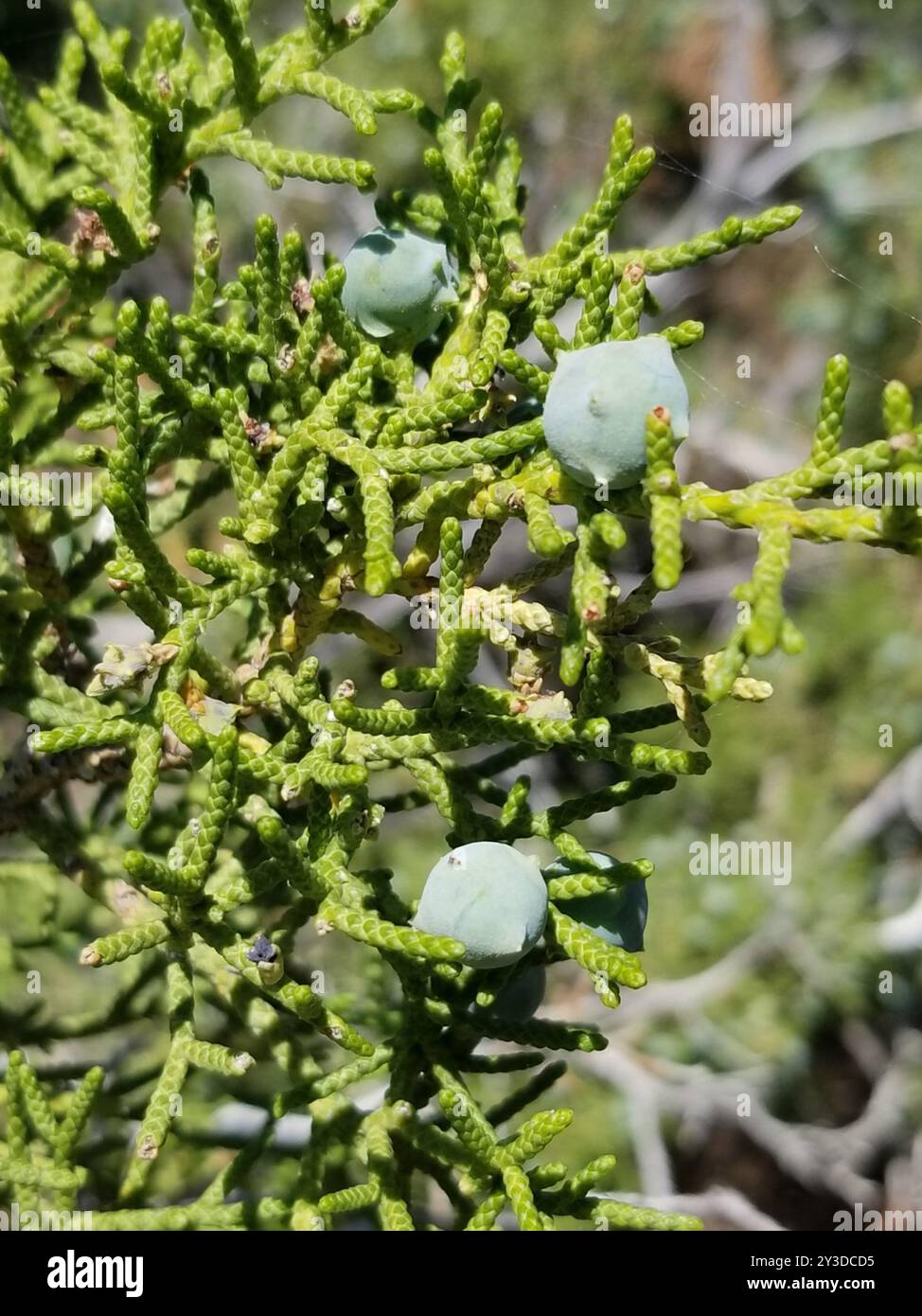 California juniper (Juniperus californica) Plantae Stock Photo - Alamy