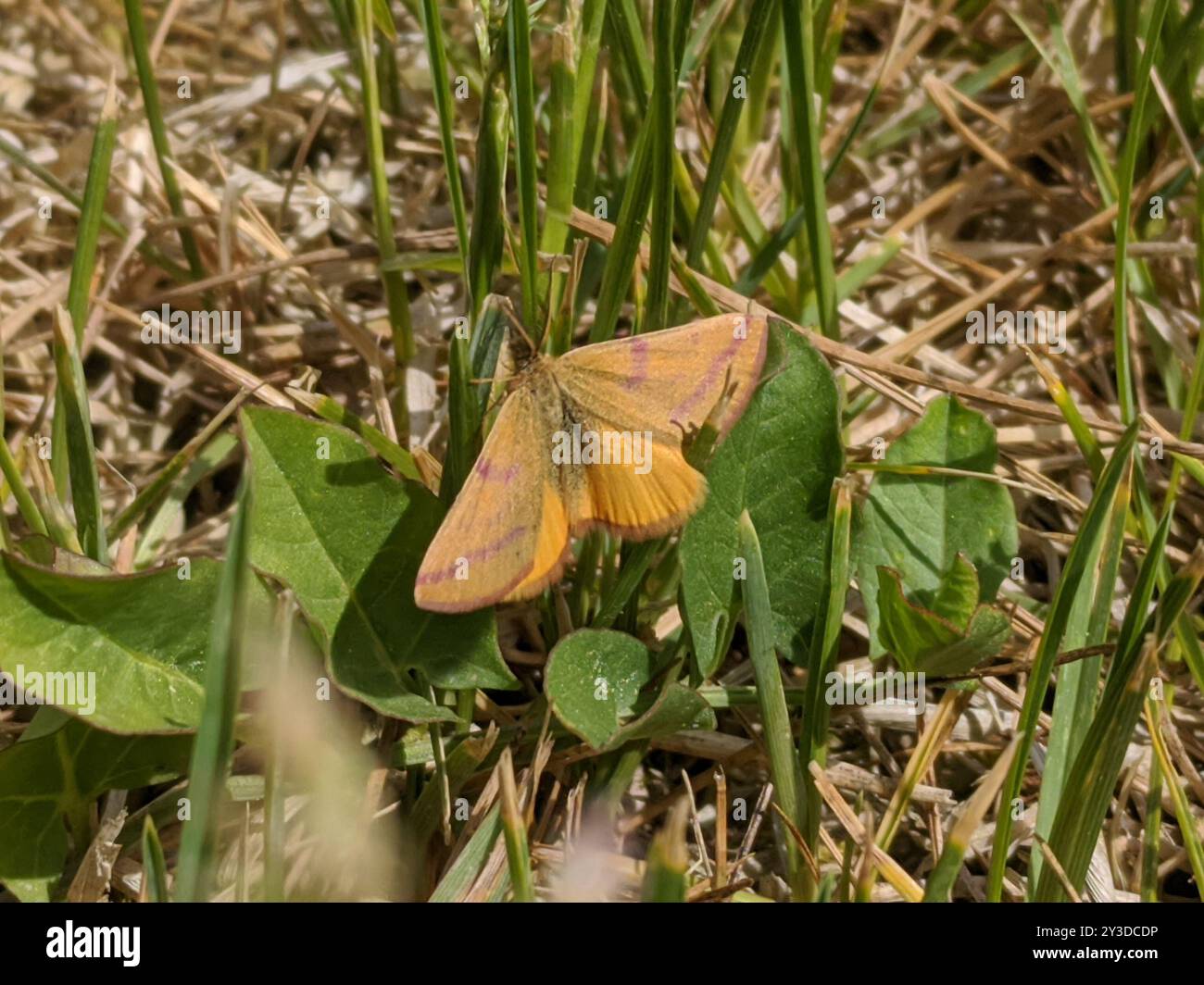 Purple-barred Yellow (Lythria purpuraria) Insecta Stock Photo - Alamy