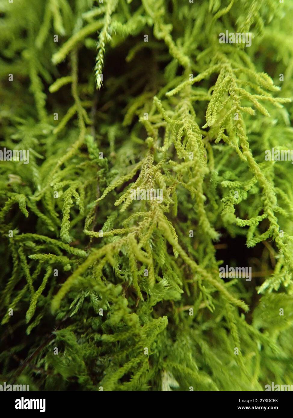 crispleaf roughmoss (Claopodium crispifolium) Plantae Stock Photo - Alamy
