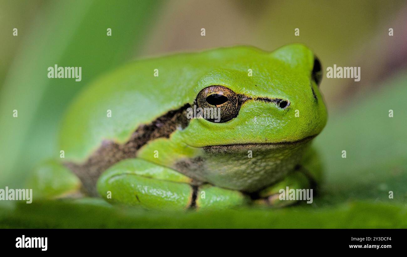 European Tree Frog (Hyla arborea) Amphibia Stock Photo - Alamy