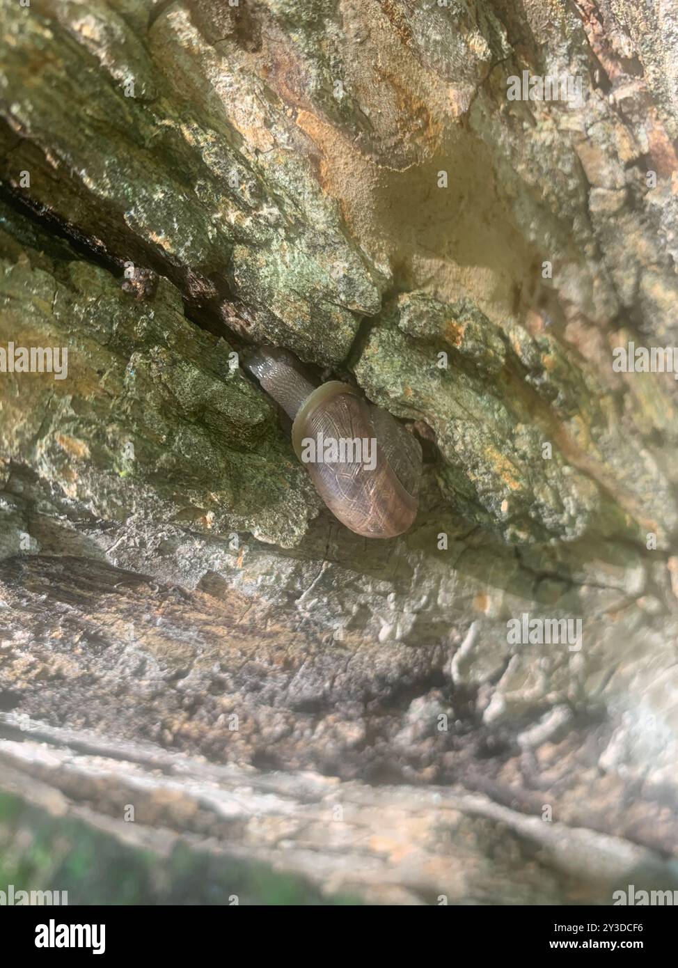 White-lip Globe Snail (Mesodon thyroidus) Mollusca Stock Photo - Alamy