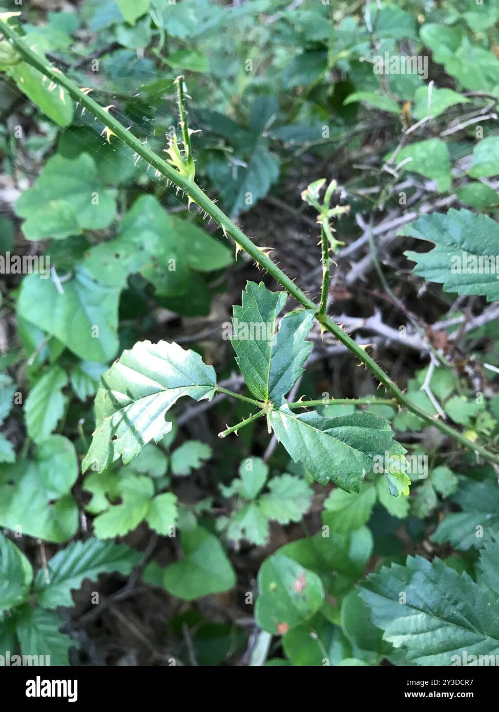 southern dewberry (Rubus trivialis) Plantae Stock Photo - Alamy