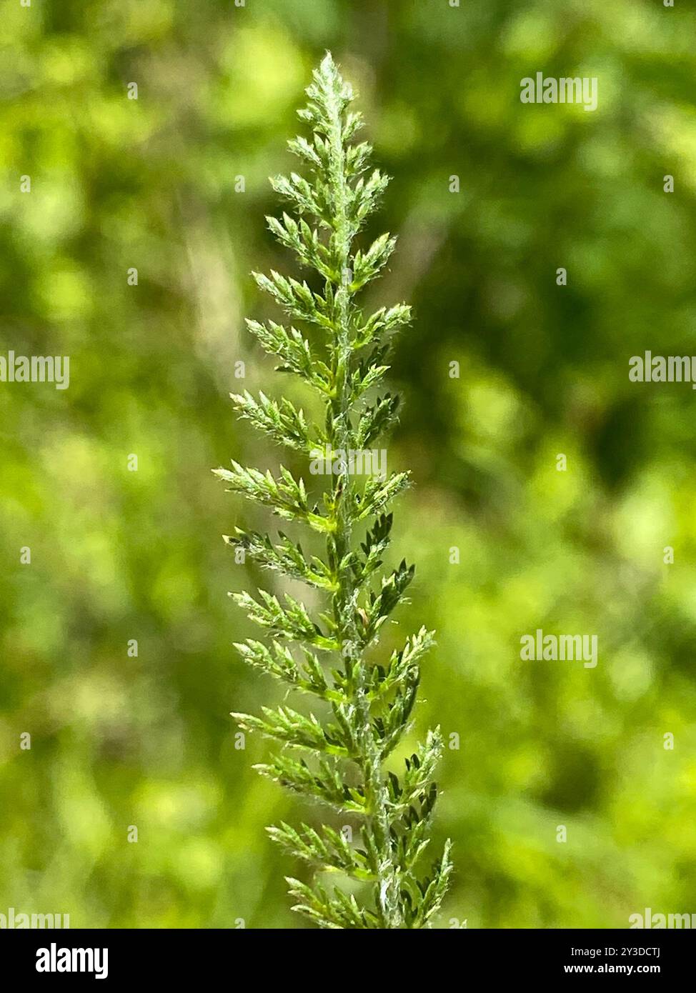 Northern Yarrow (Achillea millefolium borealis) Plantae Stock Photo - Alamy