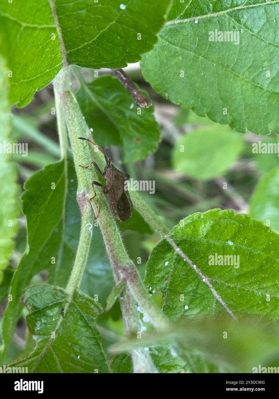 Dock Bug (Coreus marginatus) Insecta Stock Photo - Alamy