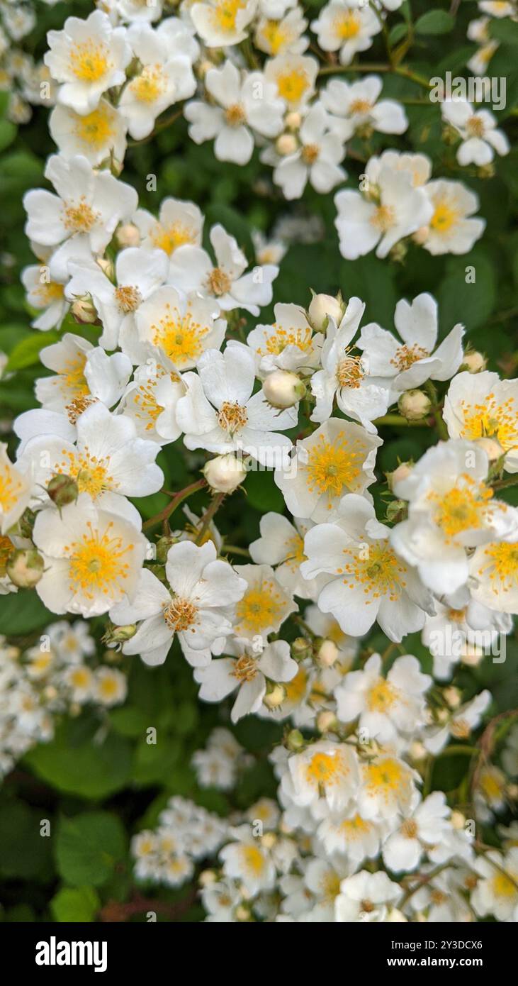 multiflora rose (Rosa multiflora) Plantae Stock Photo - Alamy