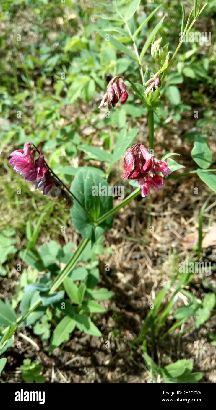 Pisiform grass-pea (Lathyrus pisiformis) Plantae Stock Photo - Alamy