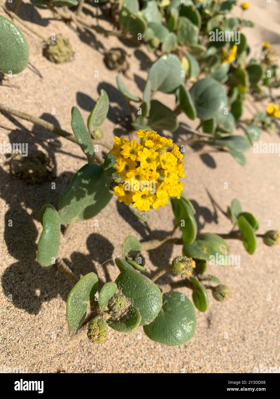 Yellow Sand Verbena (Abronia latifolia) Plantae Stock Photo - Alamy