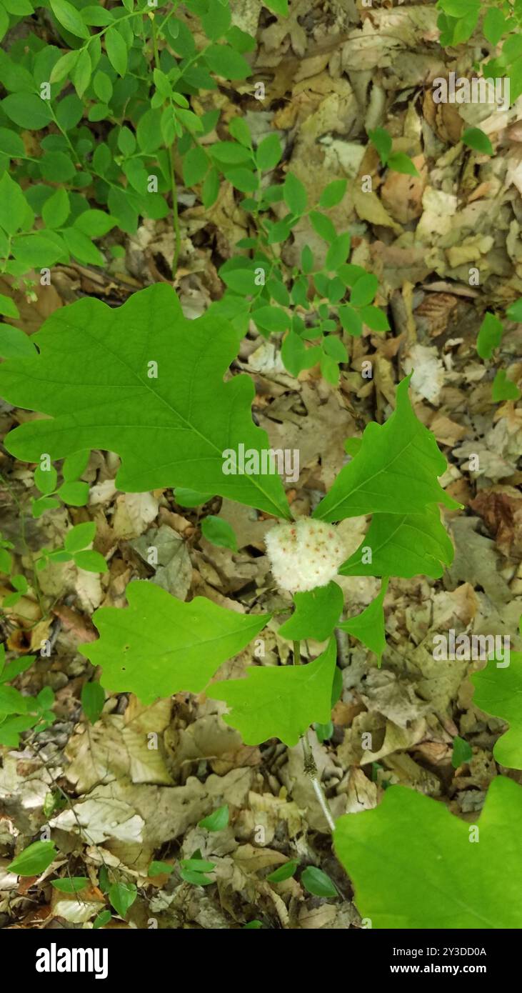 Sower gall hi-res stock photography and images - Alamy