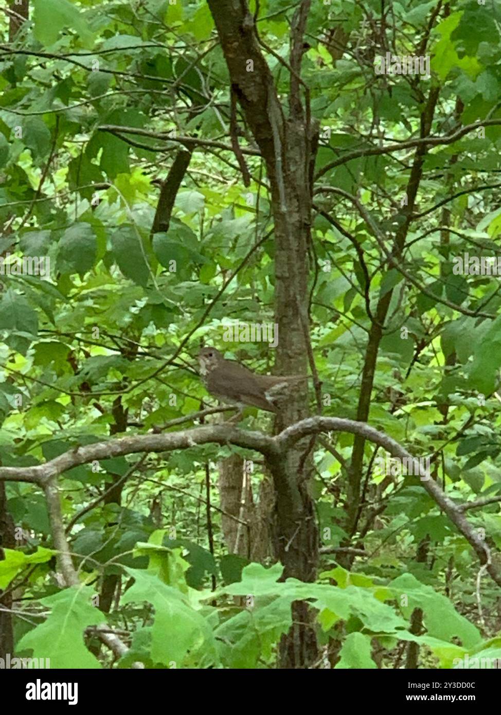 Gray cheeked thrush catharus minimus hi-res stock photography and ...