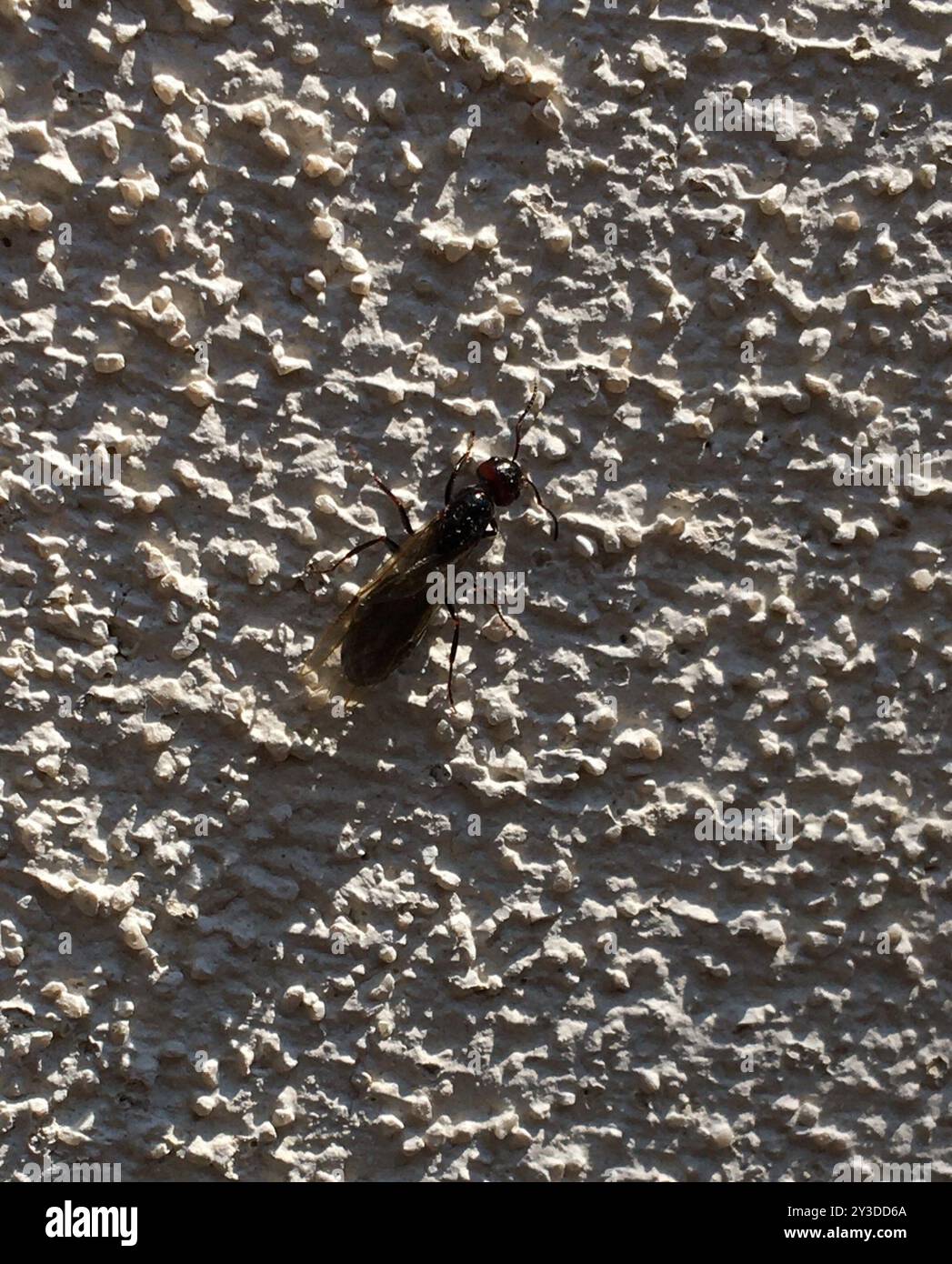 (Camponotus lateralis) Insecta Stock Photo - Alamy