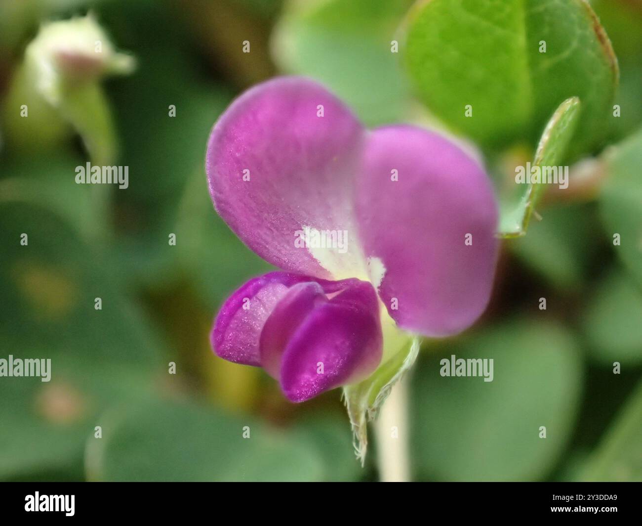 creeping tick trefoil (Grona triflora) Plantae Stock Photo - Alamy