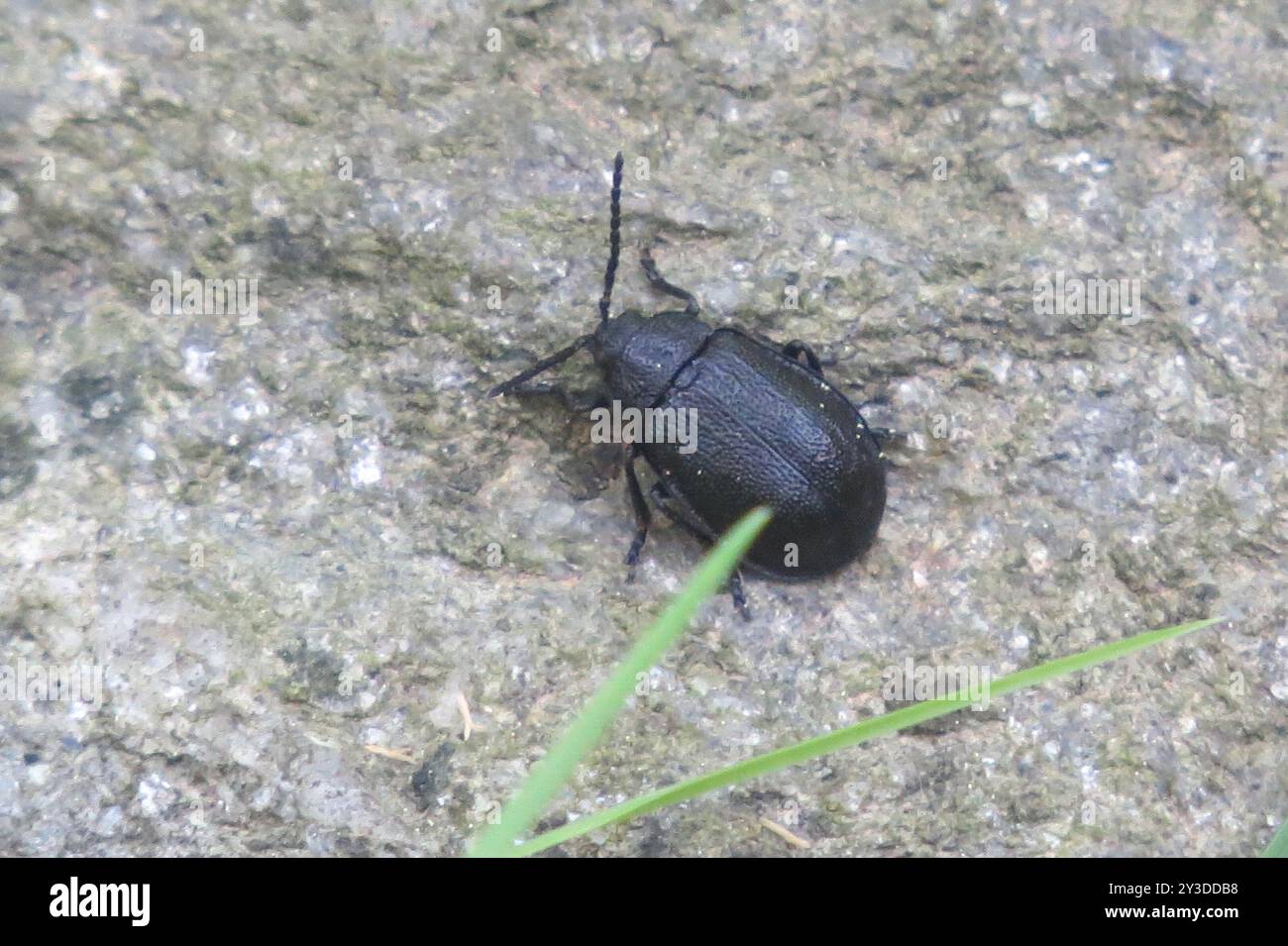 black-punctured leaf beetle (Galeruca tanaceti) Insecta Stock Photo - Alamy