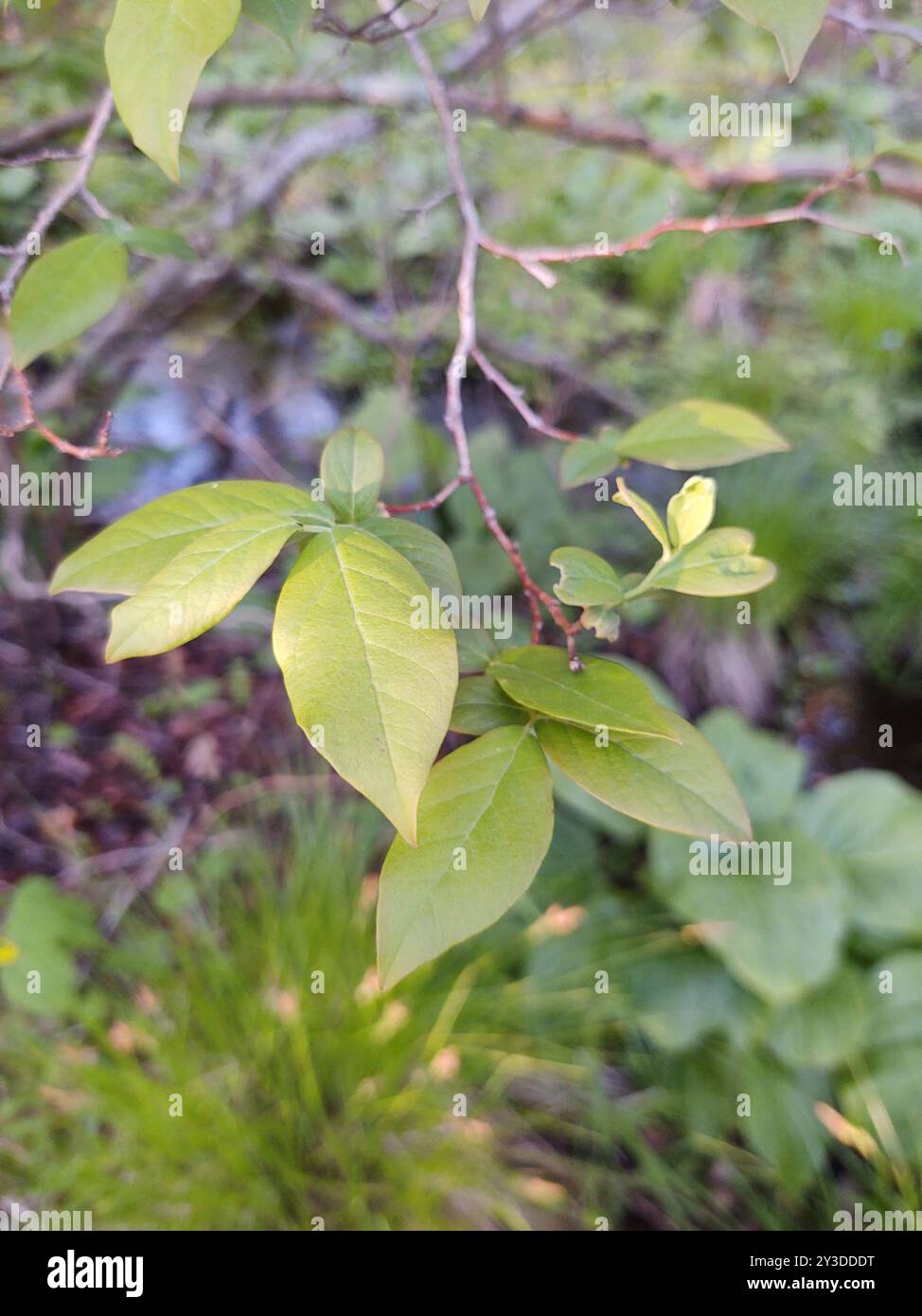 Northern highbush blueberry (Vaccinium corymbosum) Plantae Stock Photo ...