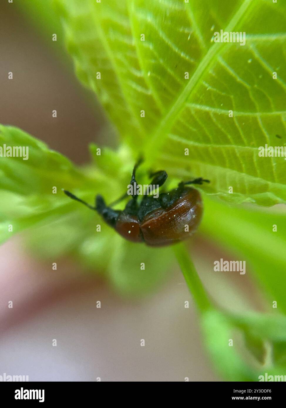 Oak leaf-roller (Attelabus nitens) Insecta Stock Photo - Alamy
