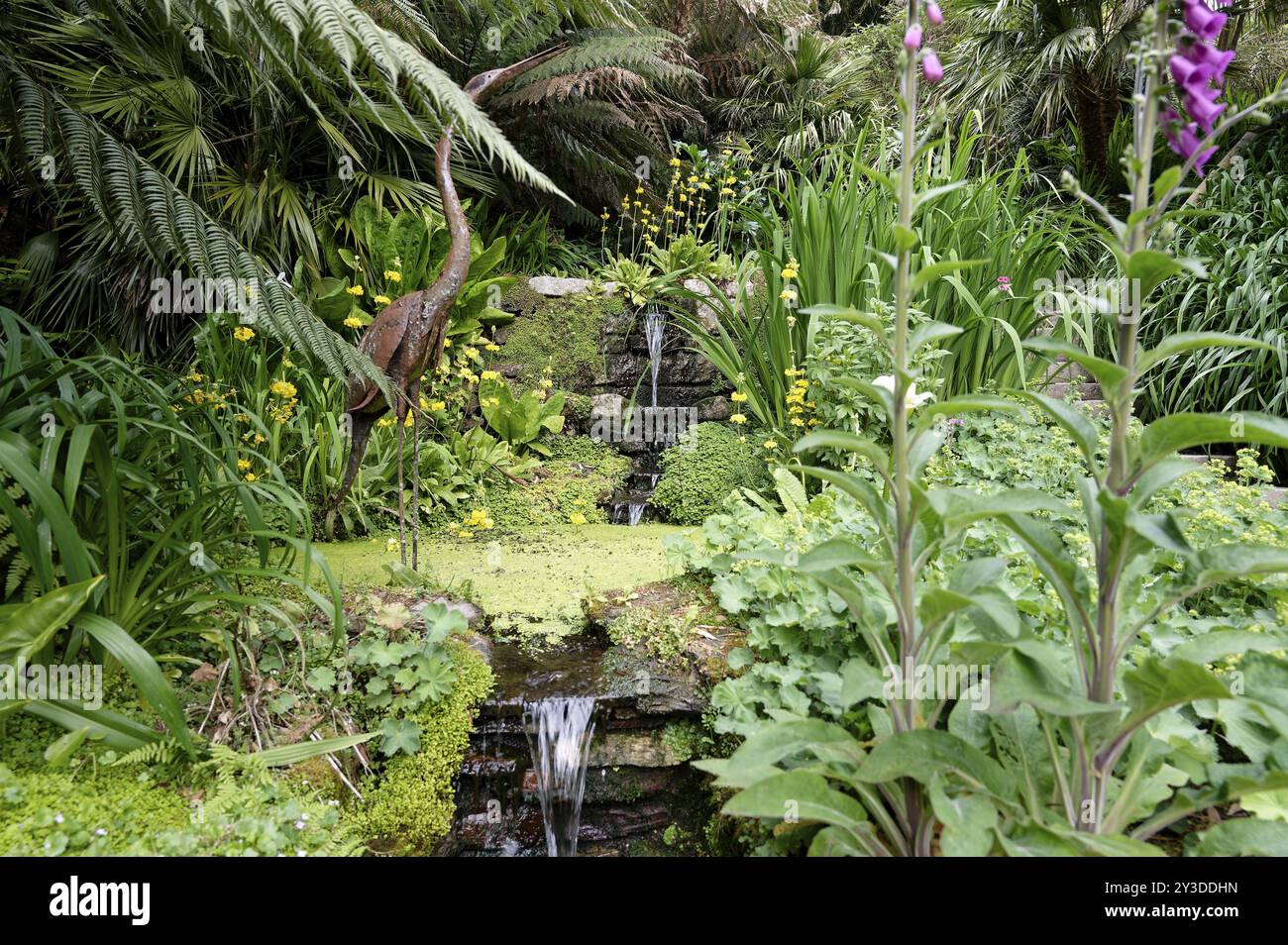 Water garden, Trebah Garden, Falmouth, England, UK Stock Photo - Alamy