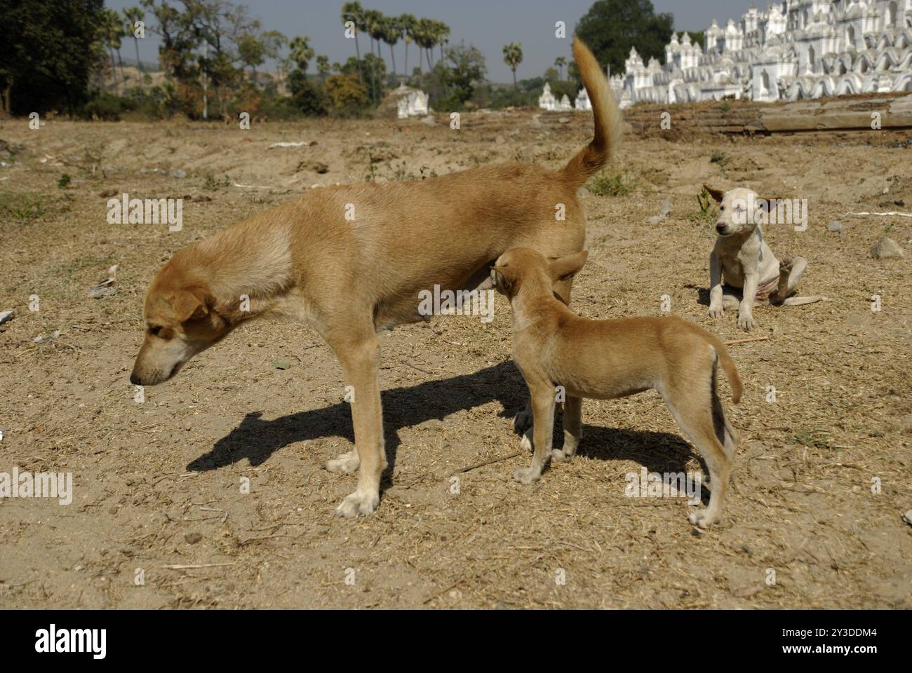 Stray dogs in Mingun, Myanmar, Asia Stock Photo - Alamy