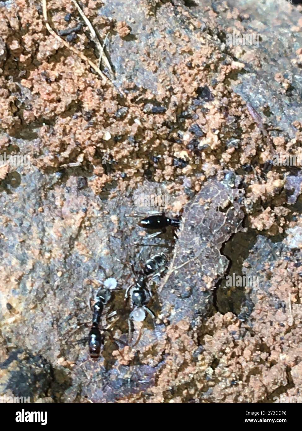 Asian Needle Ant (Brachyponera chinensis) Insecta Stock Photo - Alamy