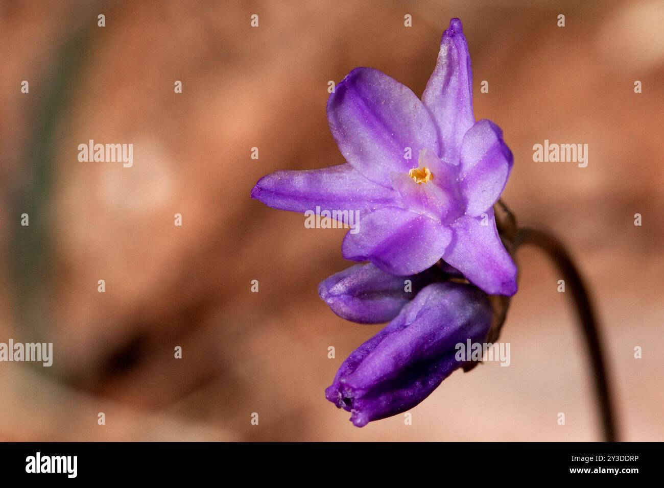 few-flowered bluedicks (Dipterostemon capitatus pauciflorus) Plantae ...