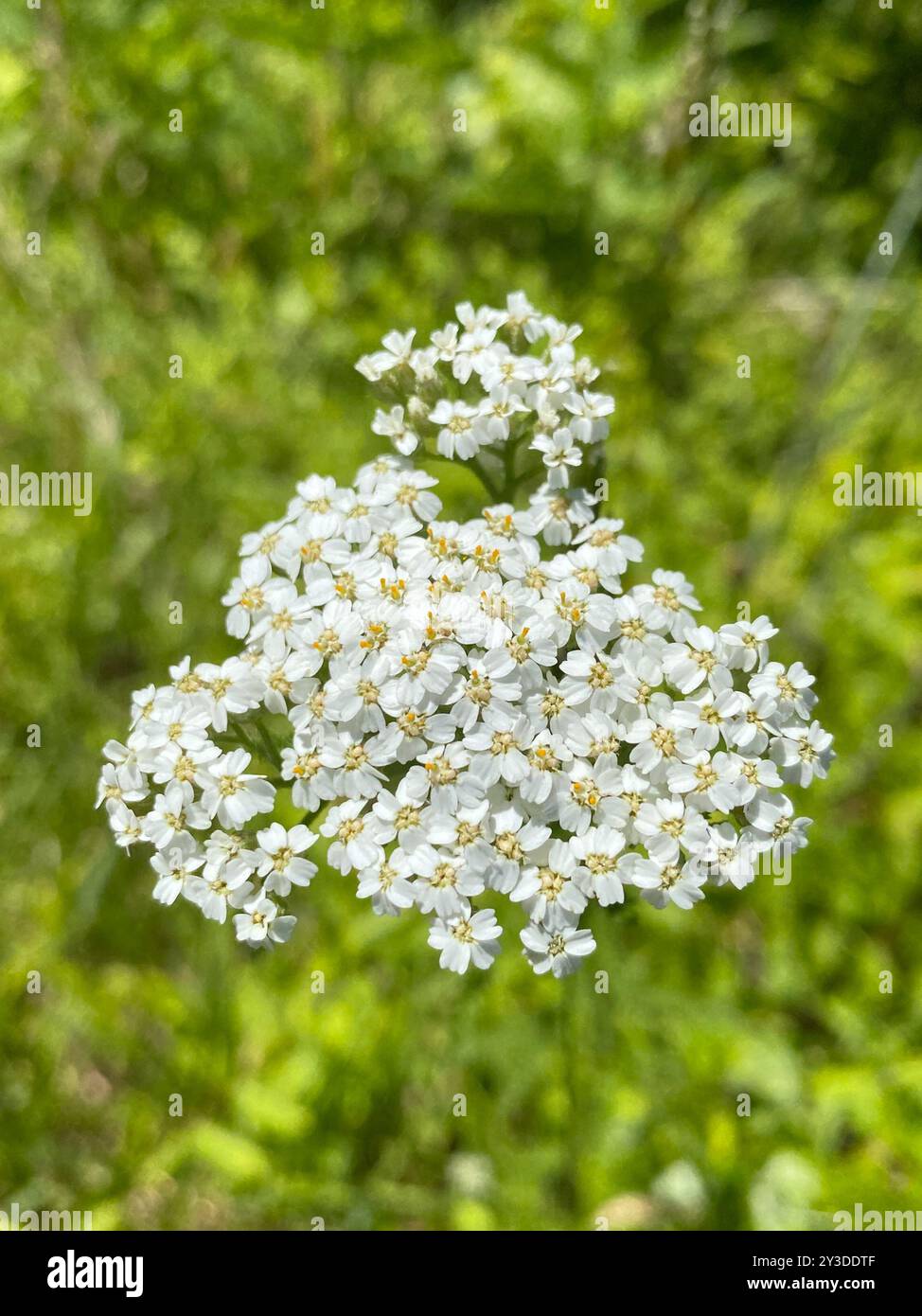 Northern Yarrow (Achillea millefolium borealis) Plantae Stock Photo - Alamy