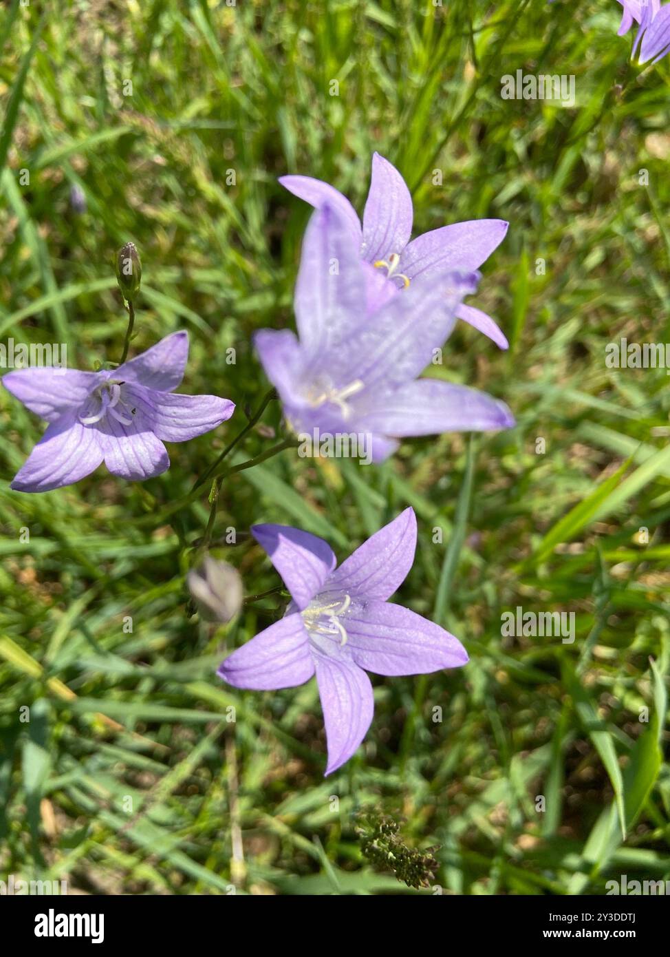 Spreading Bellflower (Campanula patula) Plantae Stock Photo - Alamy