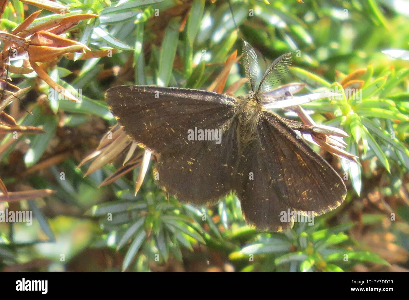 Common Heath (Ematurga atomaria) Insecta Stock Photo - Alamy